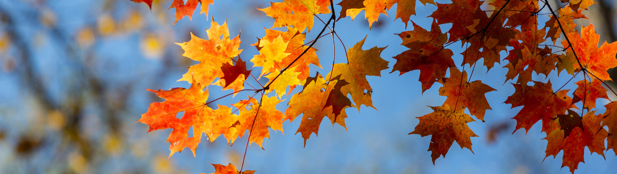 Spine Health: Perform your outdoor chores safely this autumn.